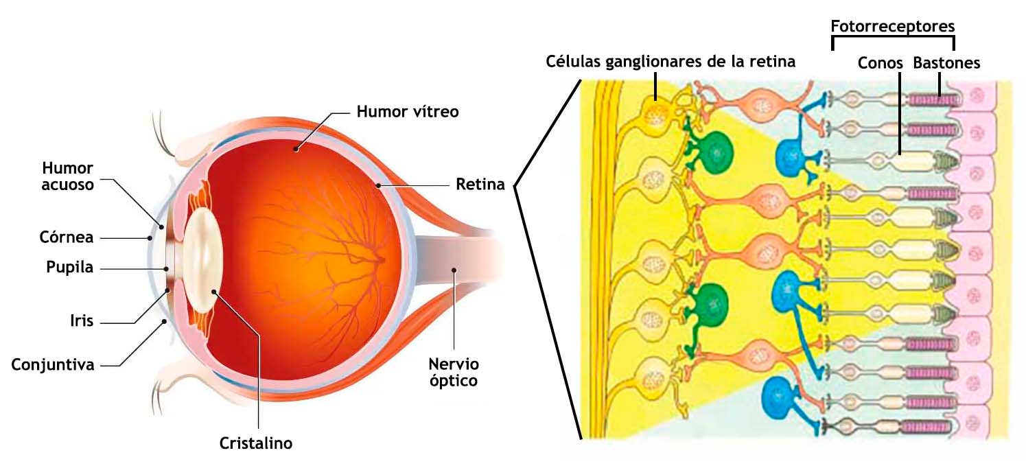 Conocer la oscuridad para apreciar la luz – SANEUROCIENCIAS